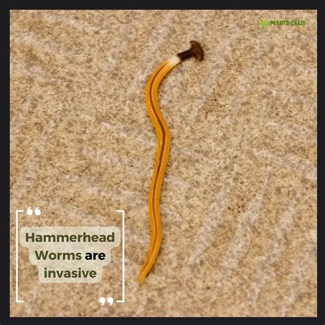 How Does Hammerhead Worm Get In Toilet[best Solutions]