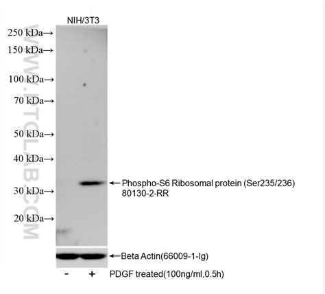Phospho S6 Ribosomal Protein Ser235236 Antibody 80130 2 Rr