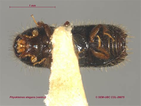 Pityokteines