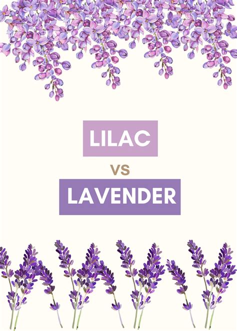 Lilac Vs Lavender Whats The Difference Nourish Your Glow