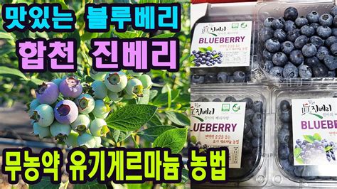 맛있는 무농약 블루베리 합천 진베리 예약 주문 유기게르마늄 농법 Youtube