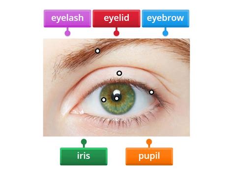 How Do We See Things Labelled Diagram