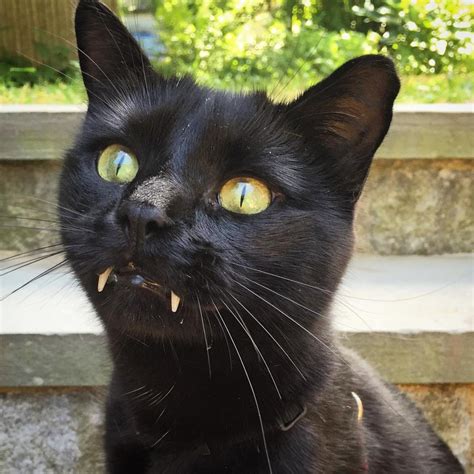 Woman Saves Kitty With Vampurr Fangs From Streets One Year After The Rescue Love Meow