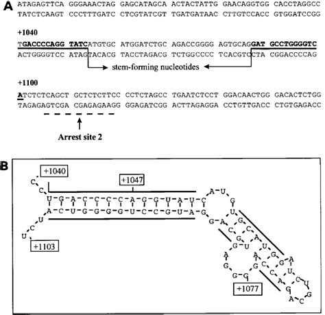 Spatial Relation Of A Putative Stem Loop Structure In The Nascent RNA Download Scientific