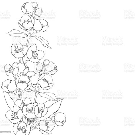 와 손으로 그린 꽃 재 스민의 꽃 배경 장소 텍스트와 흰색 배경에 벡터 일러스트 초대장 인사말 카드 또는 디자인에 대 한 요소 재스민에 대한 스톡 벡터 아트 및 기타 이미지