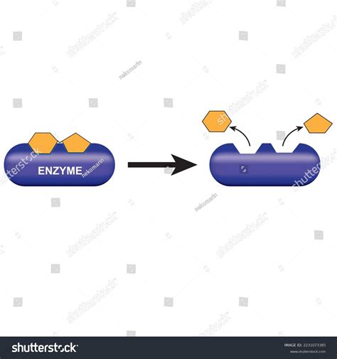 Model Enzyme Substrate Complex Lock Key Stock Vector Royalty Free