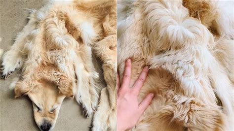 愛犬過世被「剝皮做成地毯」：準備回家了！網友一看反應兩極 國際 三立新聞網 Setncom