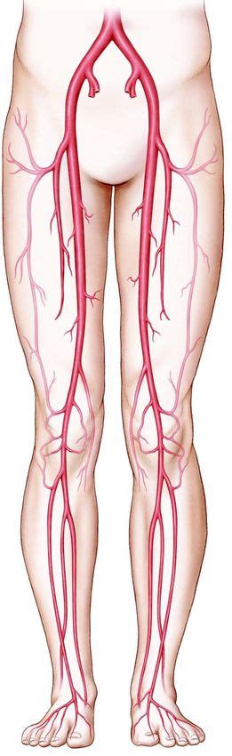 2021 Peripheral Interventions Vascular Coding Worksheet