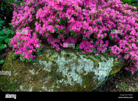 Azalea Rhododendron Stock Photo Alamy