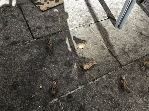 Flock Of Sparrows Pecking At The Crumbs On The Ground On A Bar Terrace Stock Image Image Of