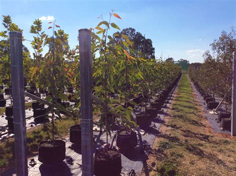 About Tree Sales Tree Sales