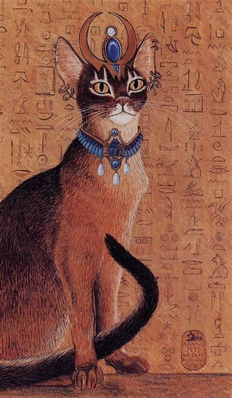15 Facts About An Abyssinian Cat Cats Chef
