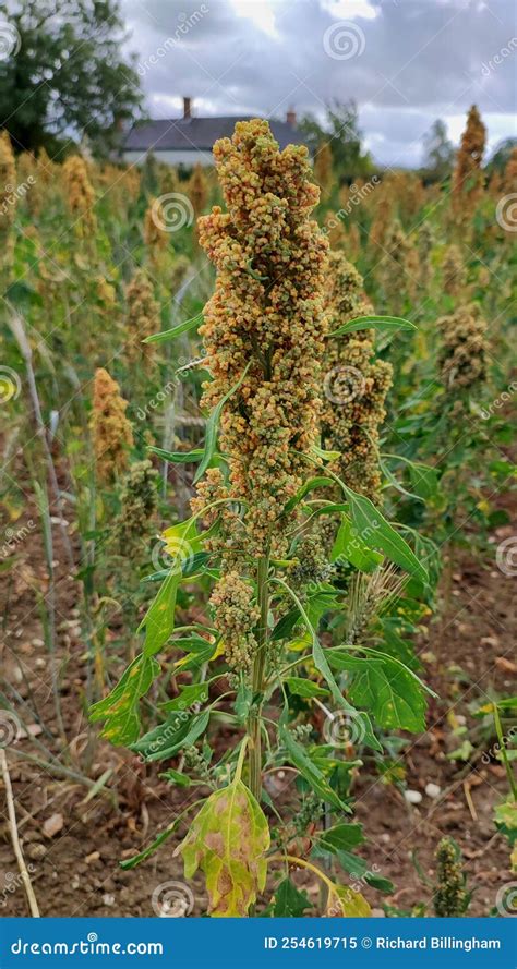 Grain Sorghum Trial Crop Norfolk England Uk Stock Image Image Of