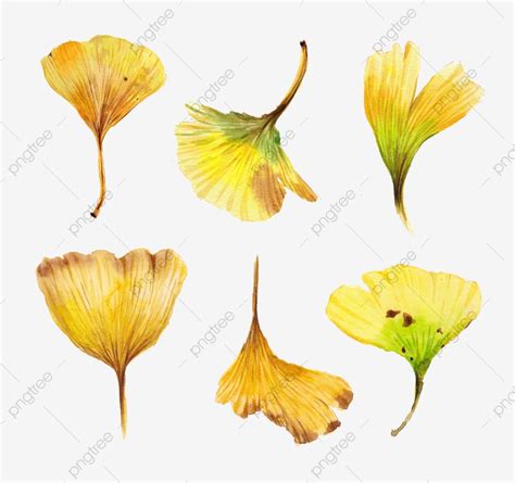 Ginkgo Biloba Ginkgo Leaf Leaf Background Christmas Background
