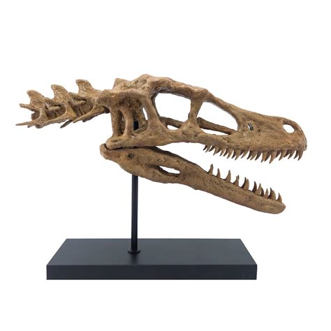 Utahraptor Skeleton Head