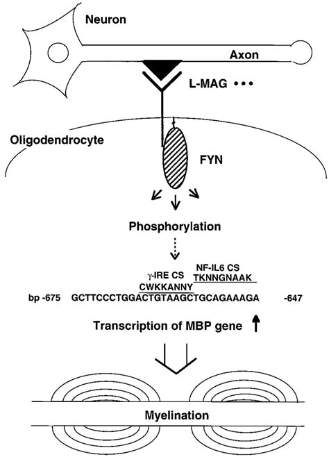 Schematic Illustration For The Role Of The Signaling Through Fyn P Tk Download Scientific