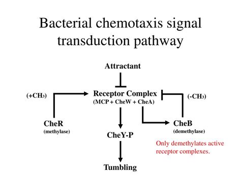 Ppt Integral Feedback Control From Homeostasis To Chemotaxis