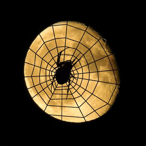 무료 이미지 실루엣 빛 하늘 바퀴 나선 창문 유령 같은 신비로운 어두운 할로윈 조명 월광 원 거미줄