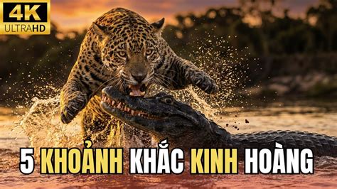 Top 5 Pha Săn Mồi Kinh HoÀng Nhất Của Báo Đốm Youtube