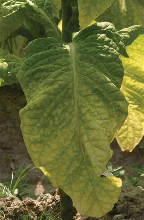 Tobacco Plant Images
