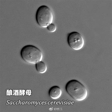 模式生物（英语：model Organism）是指受到广泛研究新浪新闻