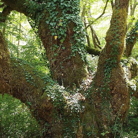 Forest Landcaspe Zagori Epirus Greece Background And Picture For Free
