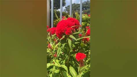 Bhatbhateni Itahari Youtube