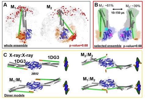 Selected Conformers And Corresponding Dimer Models Based On Integrative Download Scientific