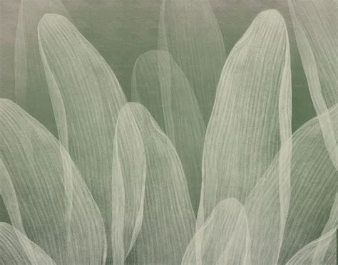 흰 꽃 그림 추상적 인 배경 그림 자연 배경의 아름다움 사진 Unsplash의 추상적인 이미지