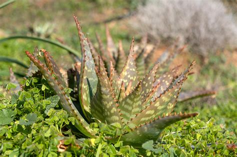 동종 요법 의료 치료 화장품으로 사용되는 즙이 많은 식물 알로에 베라 선인장 가시에 대한 스톡 사진 및 기타 이미지 가시
