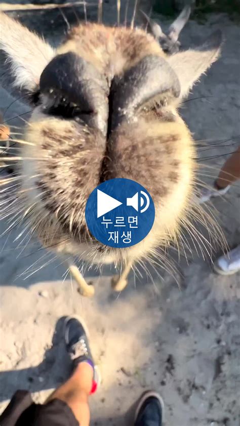 약혐 갓 태어난 캥거루 새끼 유머 움짤 이슈 에펨코리아