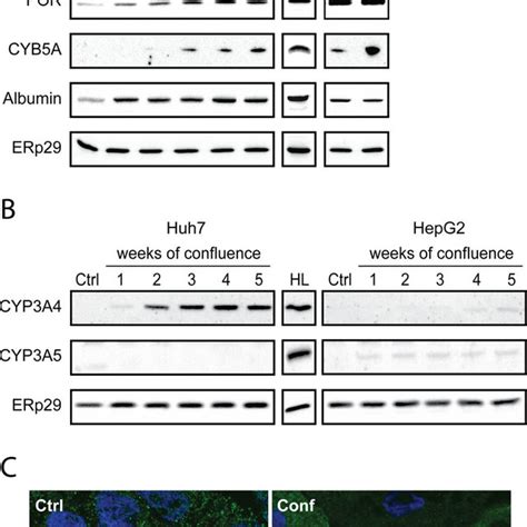 Gene Expression Analysis Of Confluent Huh7 And Hepg2 Cells By Taqman