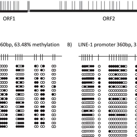 Bisulfite Genomic Sequencing Of The Line 1 Promoter Region In Primary Download Scientific