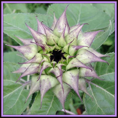 25 Sunfill Purple Sunflower Seeds New Hill Farms