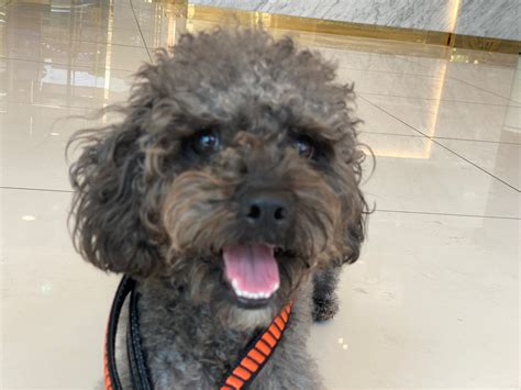 실버푸들 리보 골든리트리버분양 래브라도리트리버 골든리트리버무료분양 브리티쉬숏헤어 프렌치불독 리트리버 웰시코기무료분양 노르웨이숲고양이 강아지배변훈련 도그마루 홈스쿨 강아지