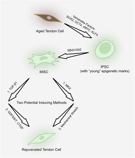 Proposed Method To Reprogram Tendon Cells From Aged To Rejuvenated