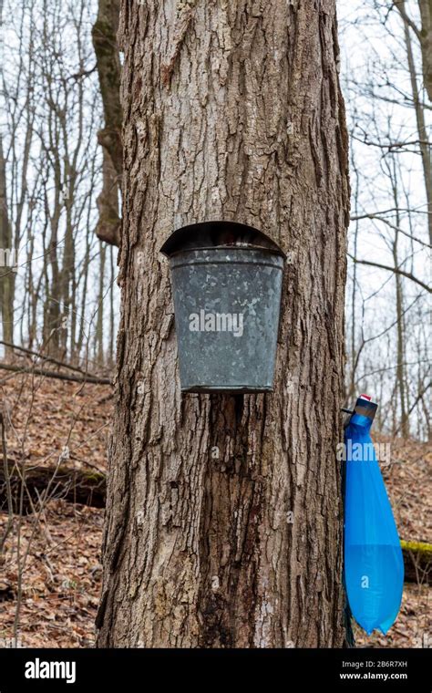 Maple Sugar Sap Gathering From Sugar Maple Trees Sw Michigan Usa By James D Coppinger