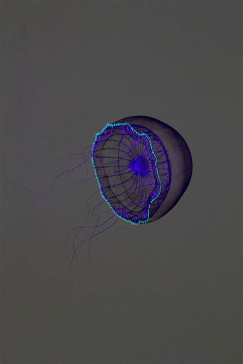 Jellyfish Scary Squishy Brainless Beautiful National Geographic