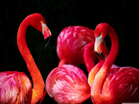 Beautiful Flamingo Wallpapers 4k Hd Backgrounds On Wallpaperbat