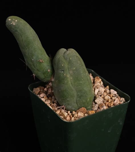 Trichocereus Bridgesii Monstrose Cactaceae Storeiencius
