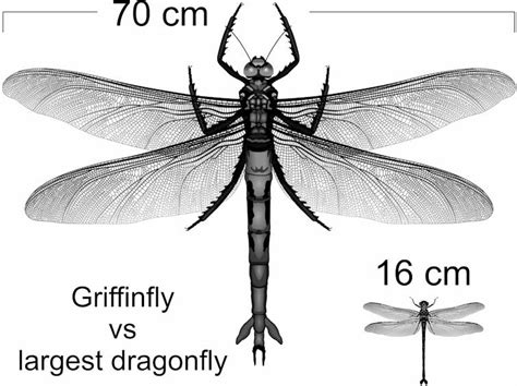 Giant Dragonflies Once Roamed Earths Skies New Research Upends The