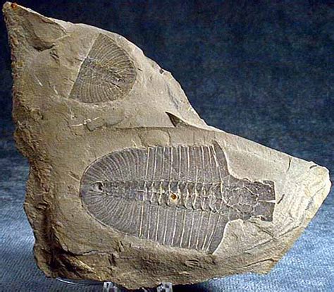 Cambrian Period Fossils