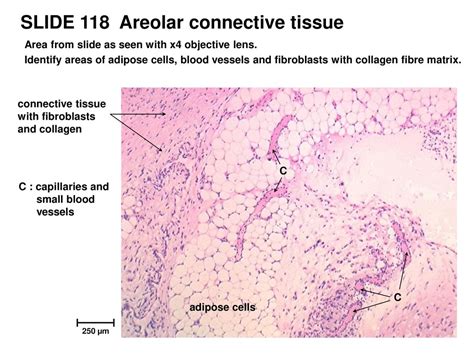 Adipose Connective Tissue Capillary
