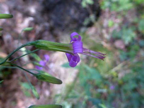How To Grow Prenanthes Purpurea Earthone