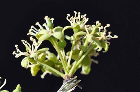 Boscia Albitrunca Tree Sa