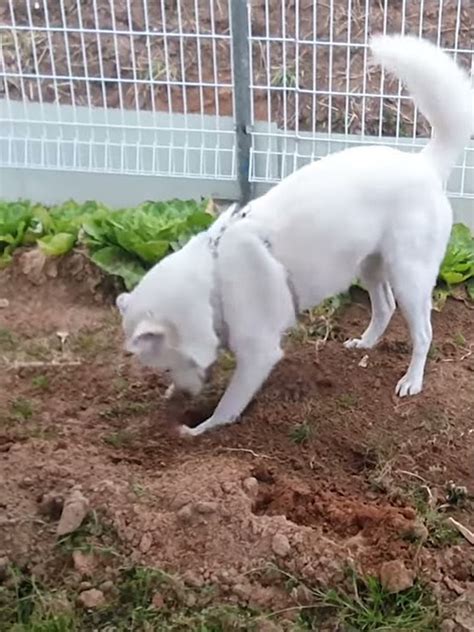 우리집 배추농사 망한 이유 Youtube