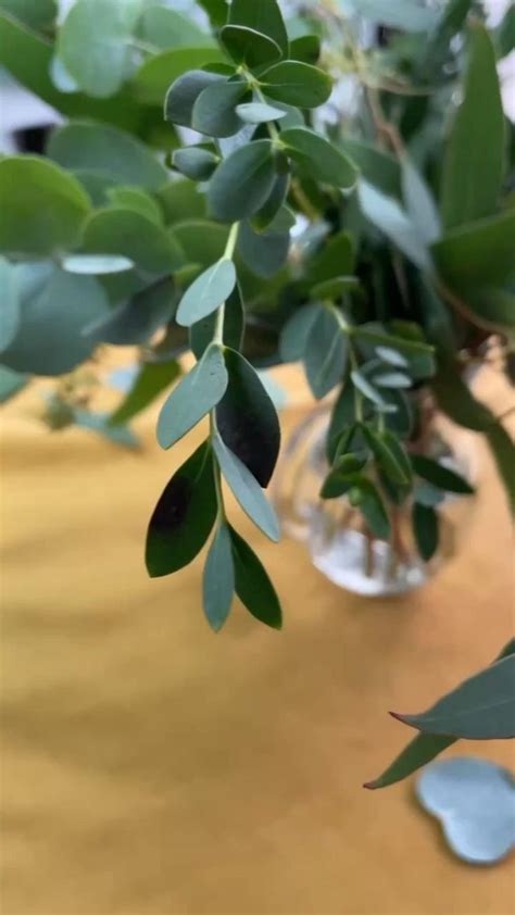 Types Of Eucalyptus For Home Decor