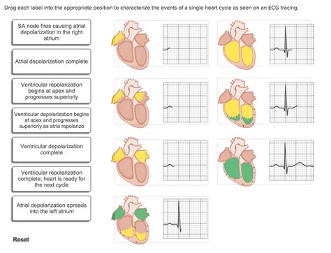 Solved Drag Each Label Into The Appropriate Position To