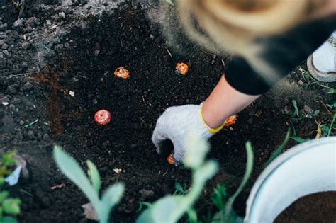 여자 농부는 농장에 있는 식물의 다룬다 농업 비료를 추가 꽃 식물에 대한 스톡 사진 및 기타 이미지 꽃 식물 농업 농장 Istock