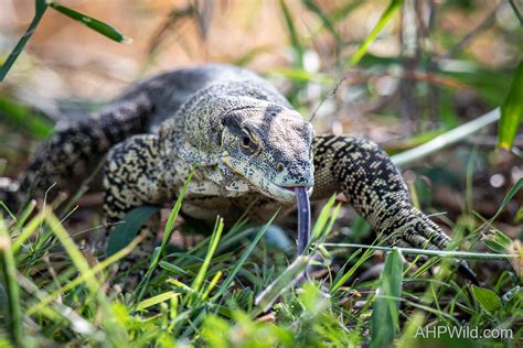 Lace Monitor Ahp Wild